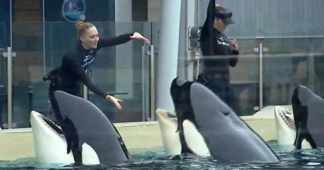 SeaWorld San Diego begins revamp of killer whale shows - CBS News