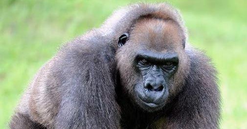 Harambe's grandmother Josephine dies at Zoo Miami - CBS News
