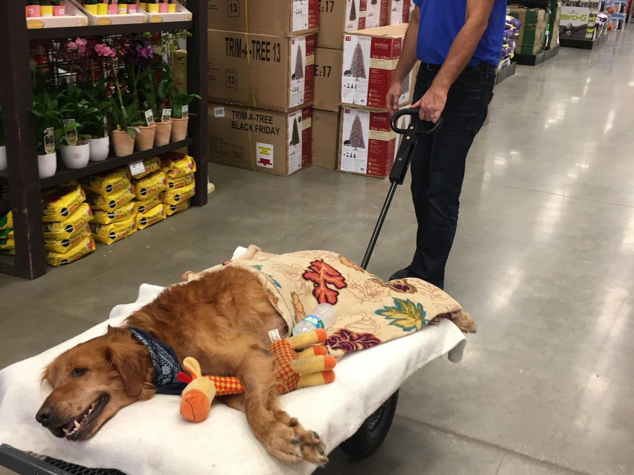 Maverick, the dog beloved for his last wagon ride through town, has ...
