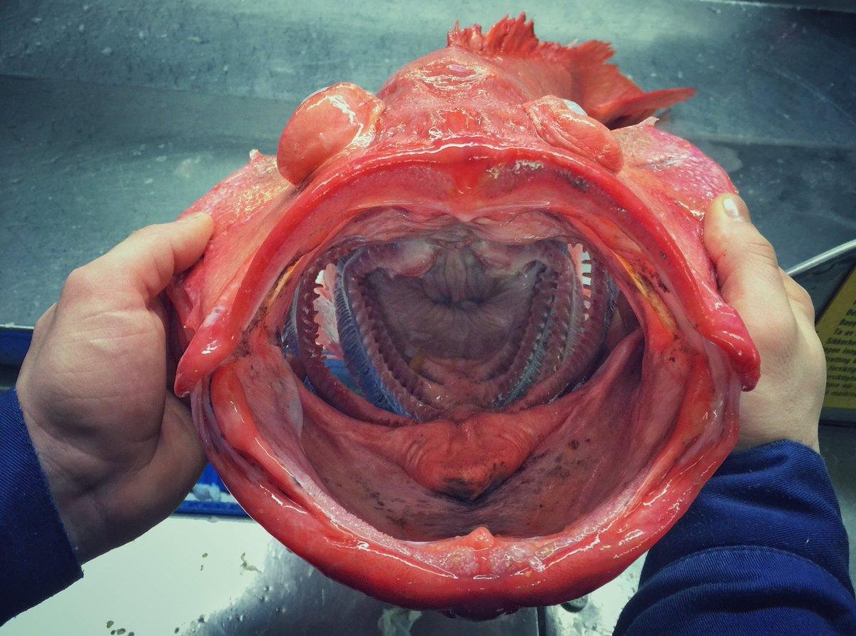 Crazy-looking fish from the deep sea