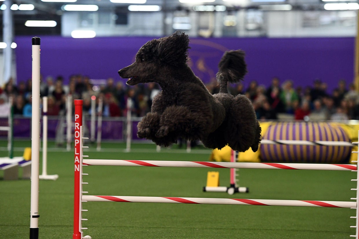 Westminster Kennel Club Dog Show 2017