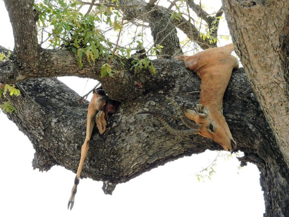 #bestcarcass dead animal photos you cannot unsee (GRAPHIC IMAGES)