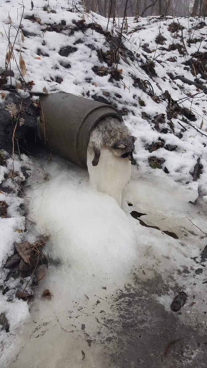 #bestcarcass dead animal photos you cannot unsee (GRAPHIC IMAGES)