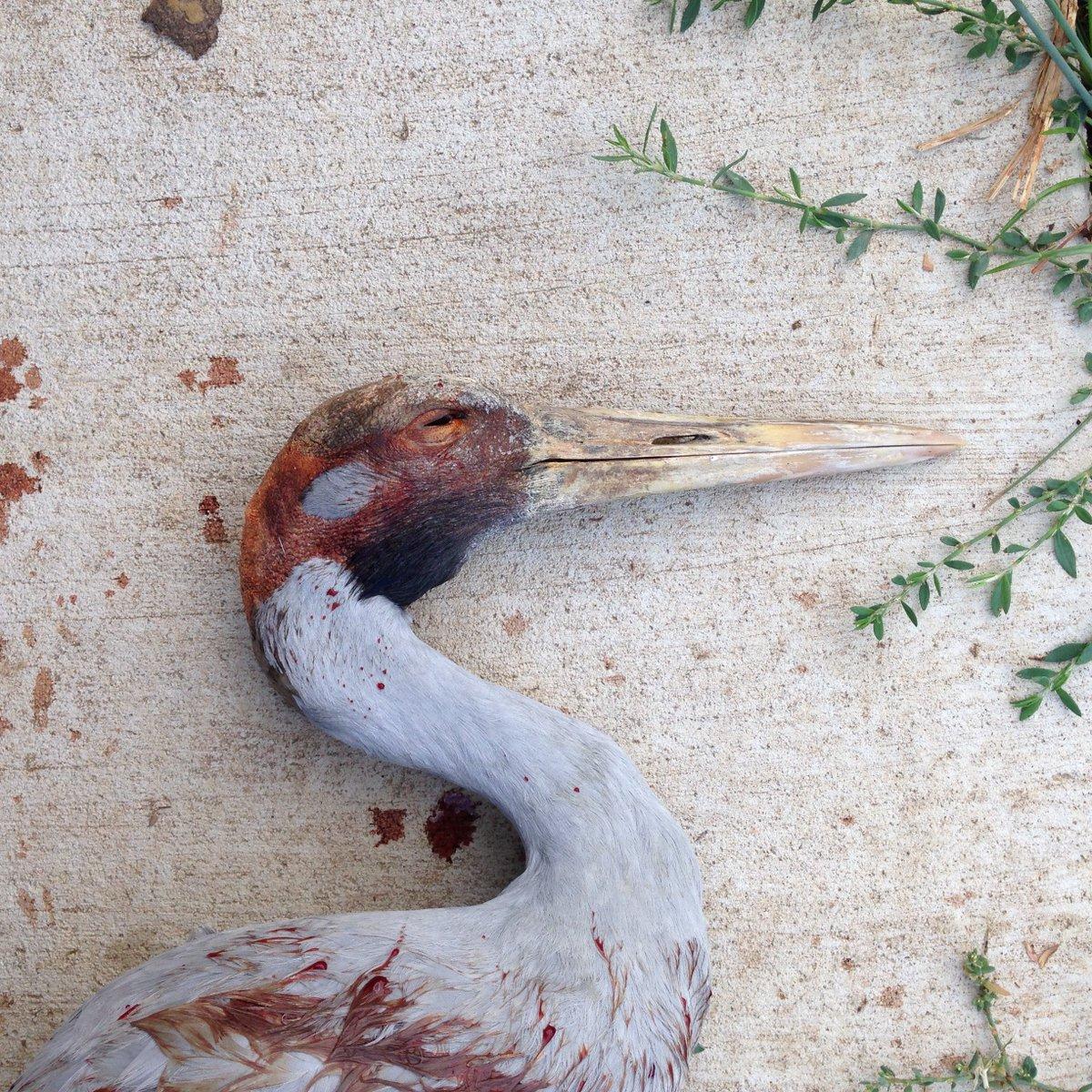 #bestcarcass dead animal photos you cannot unsee (GRAPHIC IMAGES)