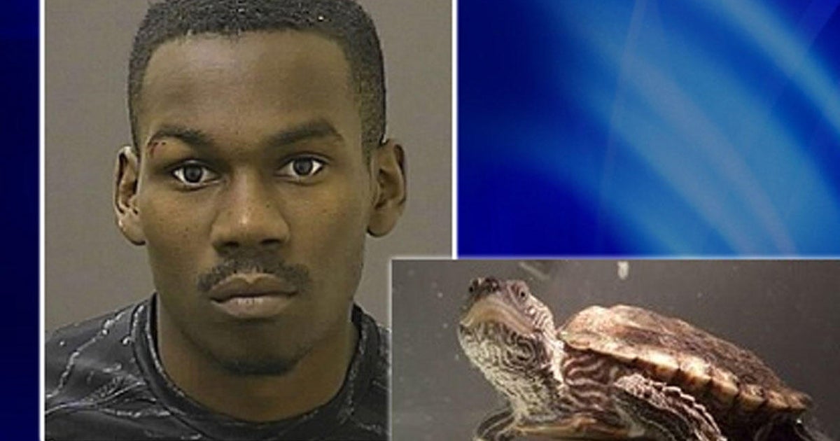 Cops: Search on for burglary suspect who impaled pet turtle - CBS News