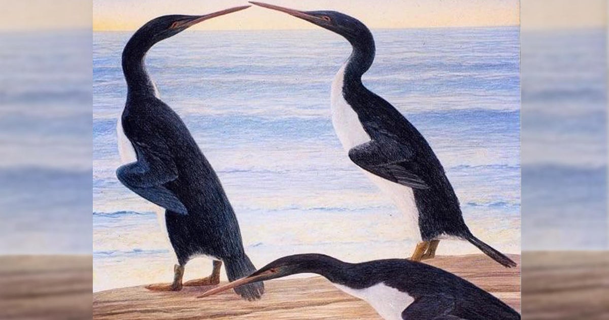 Giant prehistoric penguins evolved during the dinosaur age - CBS News
