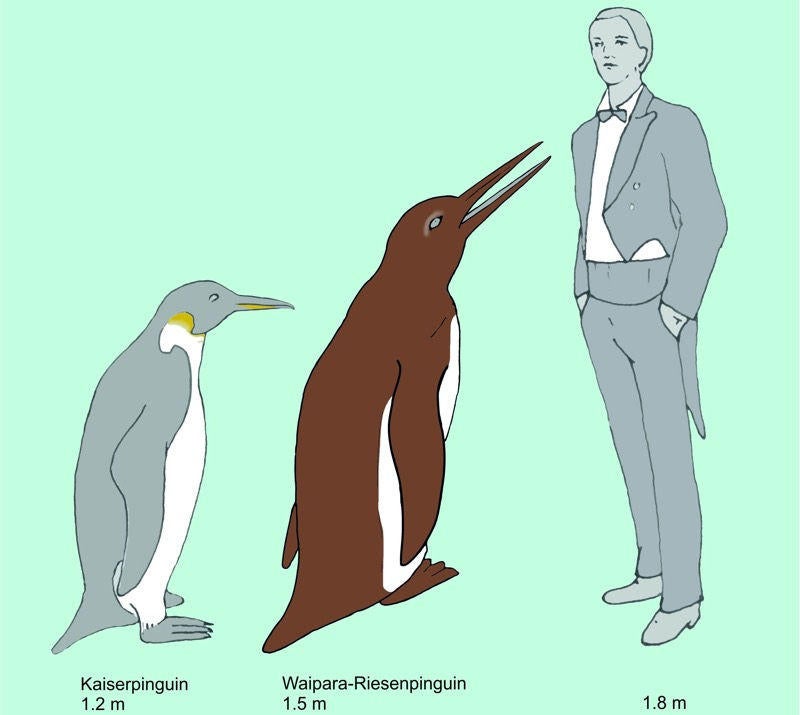Giant prehistoric penguins evolved during the dinosaur age - CBS News