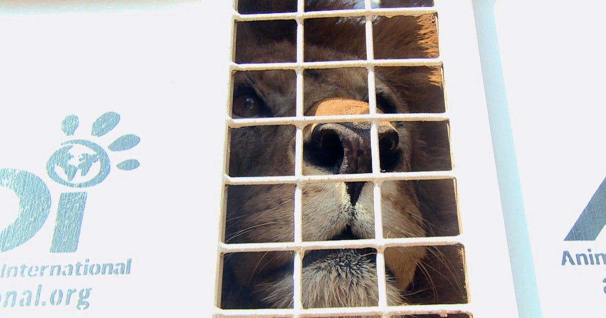 Disturbing footage of circus animal abuse leads to widespread reform ...