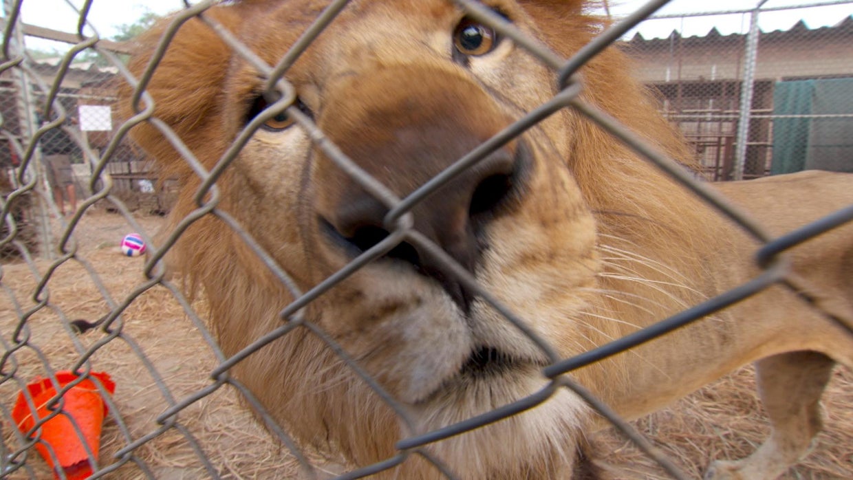 Lions interrupt 60 Minutes interview - CBS News