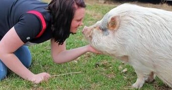 Ohio town evicting 100-pound potbellied pig - CBS News