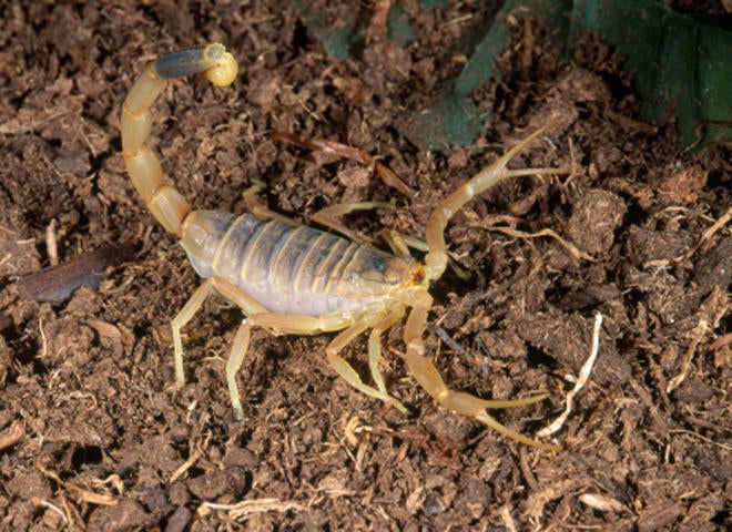 On The Horizon: Scorpion venom as cancer treatment - CBS News