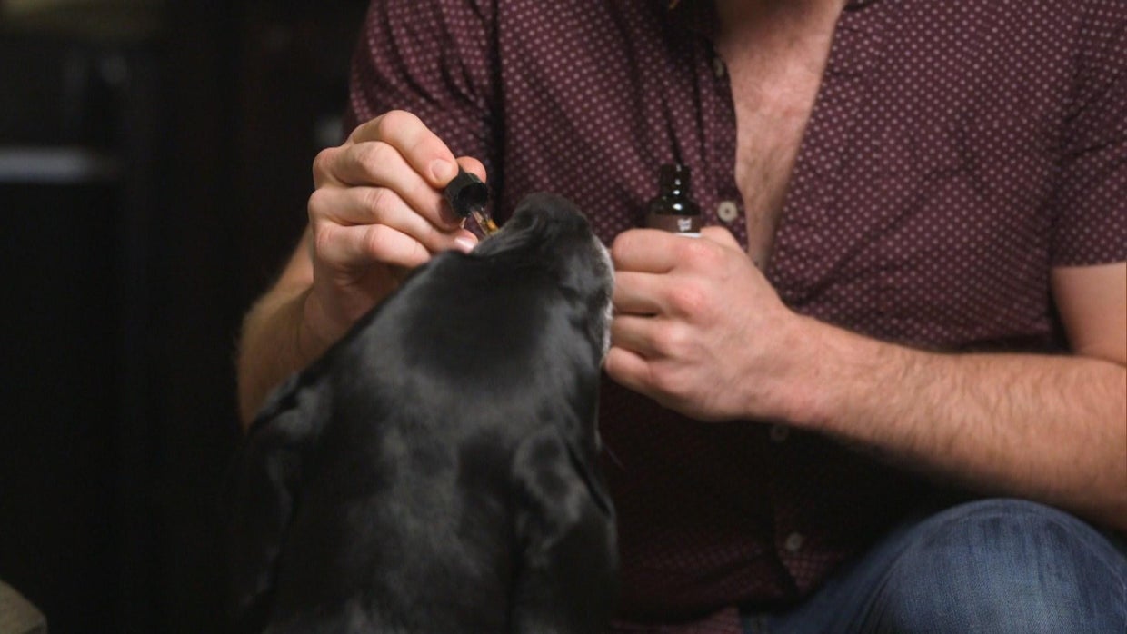 Is pot for pets safe and effective? CBS This Morning - CBS News