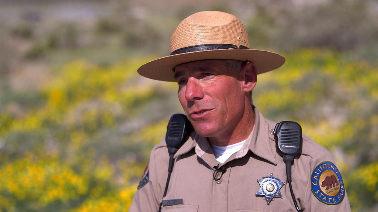 Southern California desert sees "superbloom" after winter of heavy ...