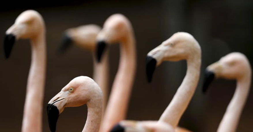 Kids break into Czech zoo, kick and stone flamingo to death, officials ...