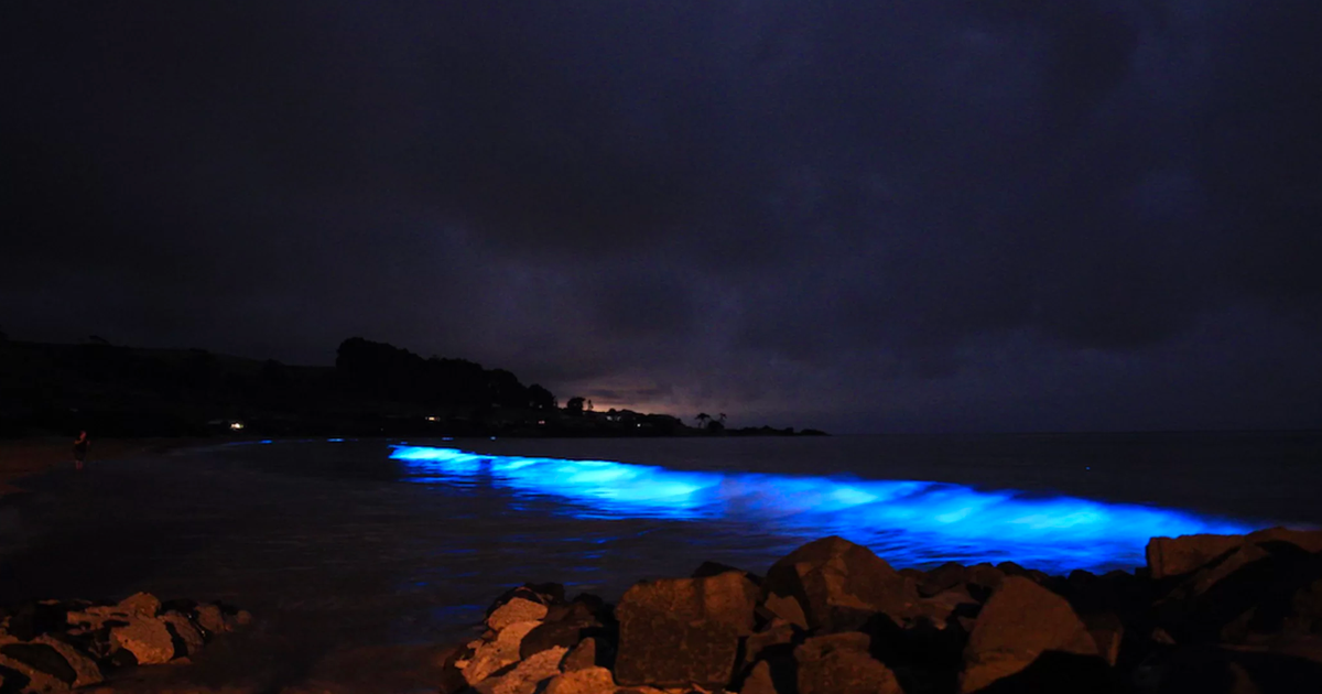 Blue glow in Tasmania Bay may signal trouble - CBS News