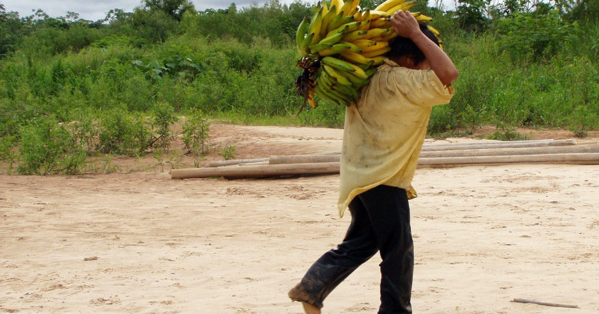 Tsimane tribe in Bolivia's Amazon rainforest: Do they have the ...