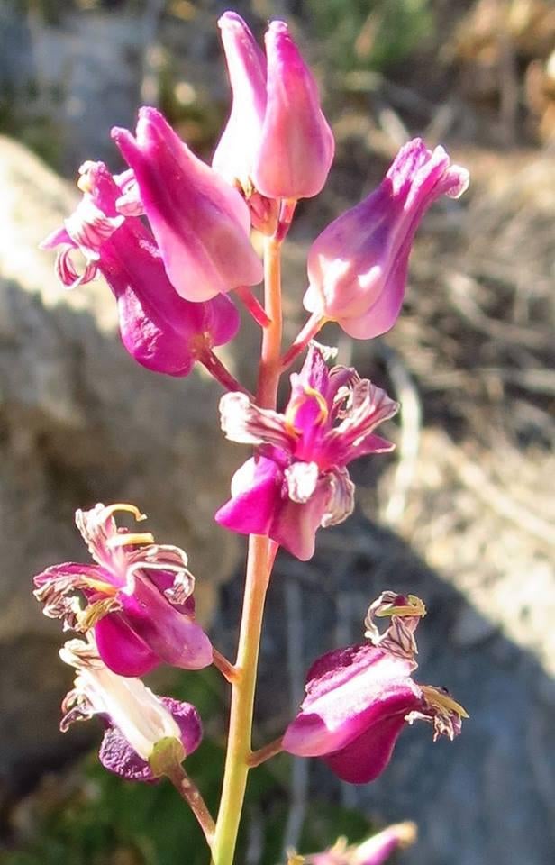 Super bloom: Spectacular spring flowers of 2017