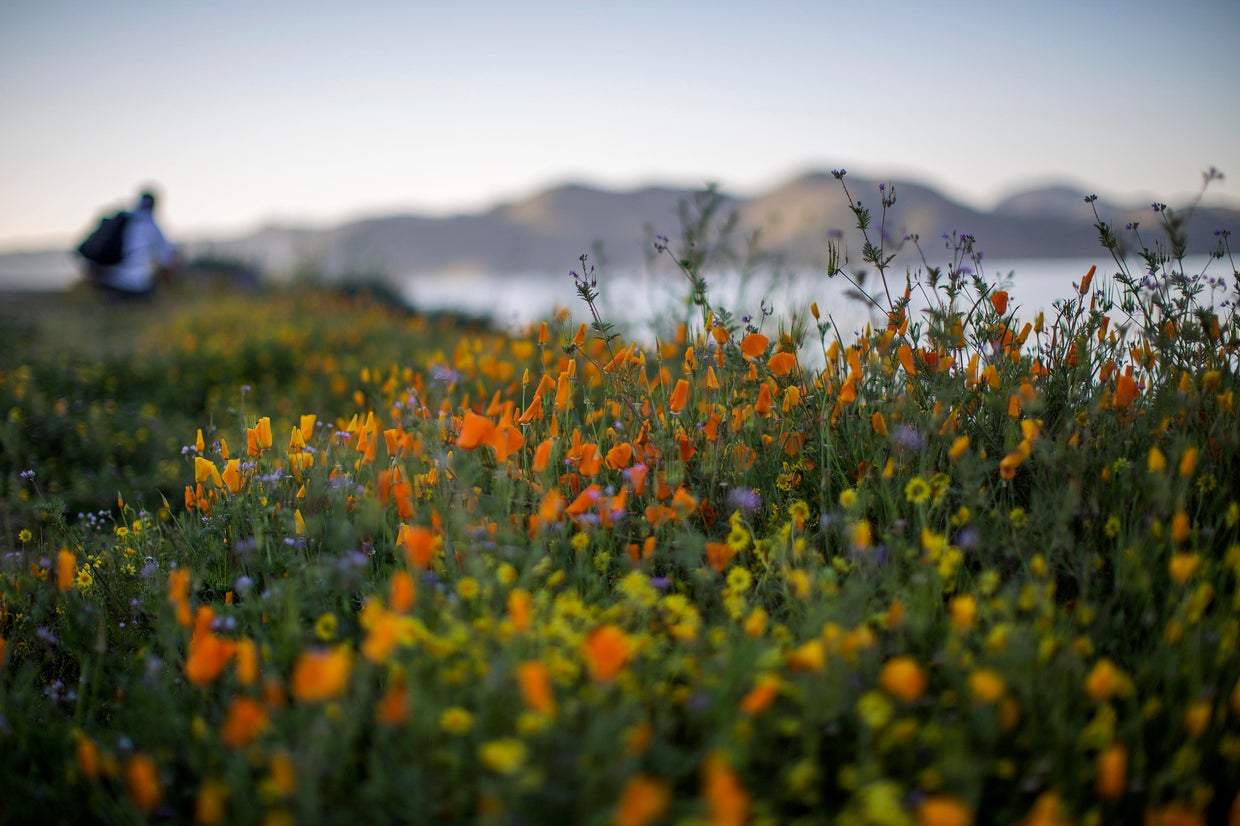 Super bloom: Spectacular spring flowers of 2017