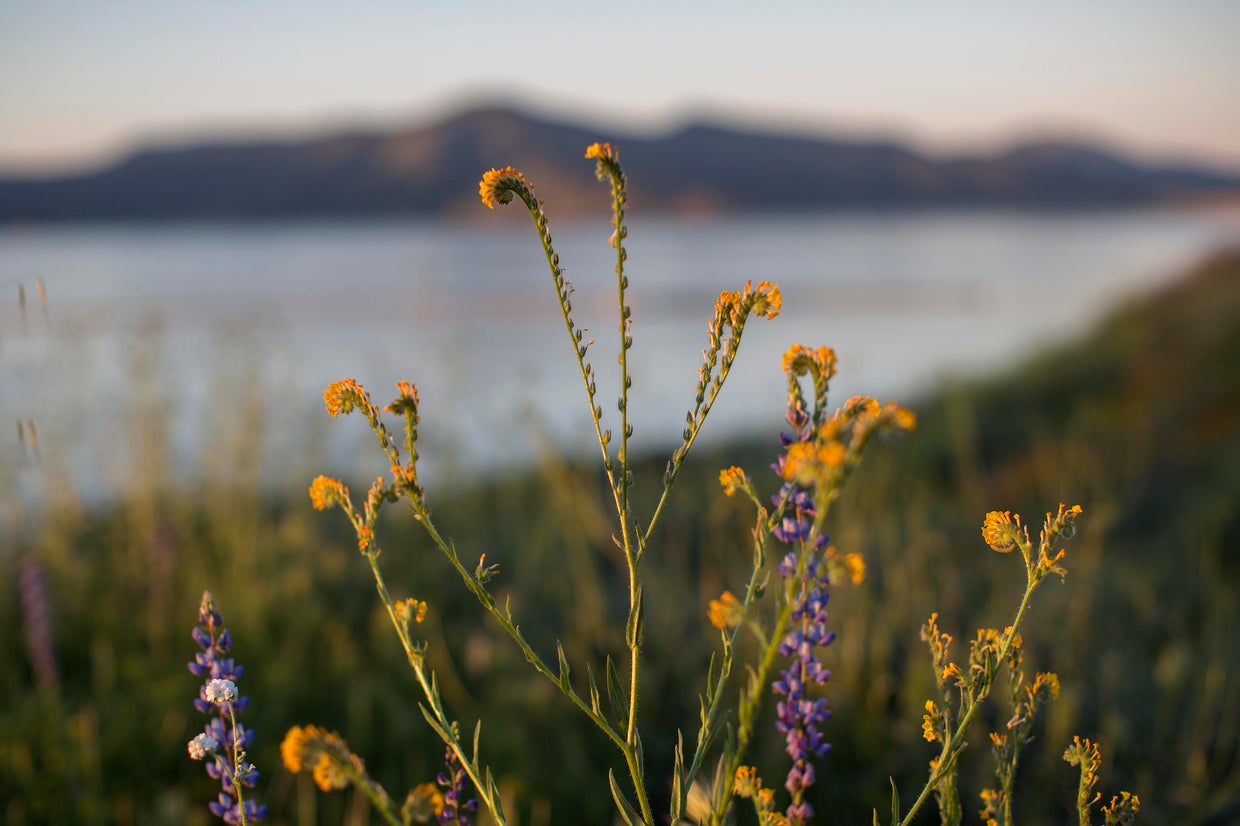 Super bloom: Spectacular spring flowers of 2017
