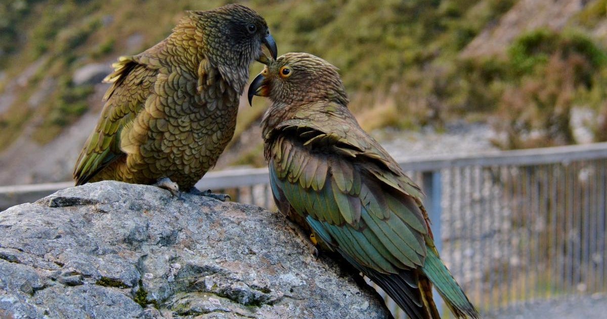 Meet the New Zealand parrot whose "laughter" is contagious - CBS News