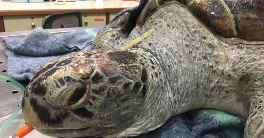 Coin-eating sea turtle nicknamed "Piggy Bank" dies from blood poisoning ...