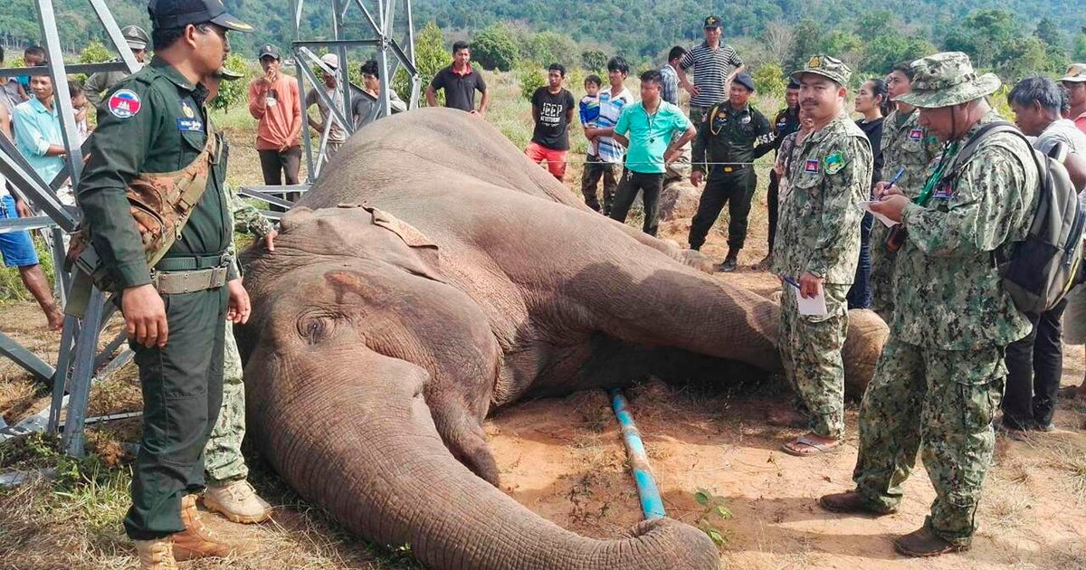 Endangered elephant killed in freak accident - CBS News