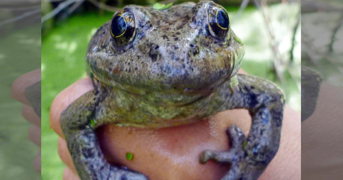 Rare frog discovery in California has researchers hopping for joy - CBS ...