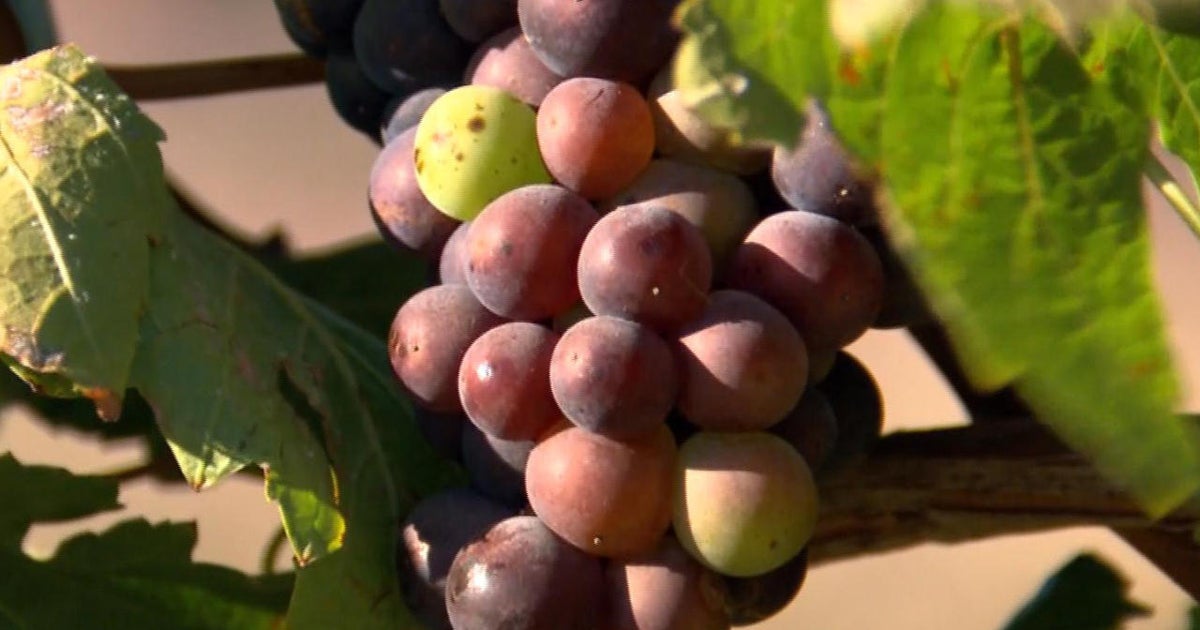 Champagne grape harvest comes earlier thanks to climate change - CBS News