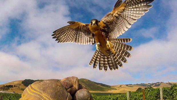 A vineyard’s winged protectors - CBS News