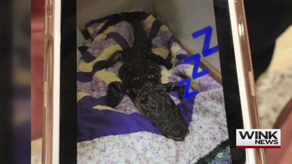 Florida man allegedly stabs alligator to death, tries to sell the meat ...