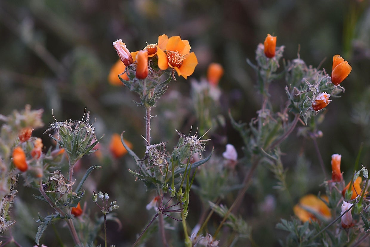 Super bloom: Spectacular spring flowers of 2017