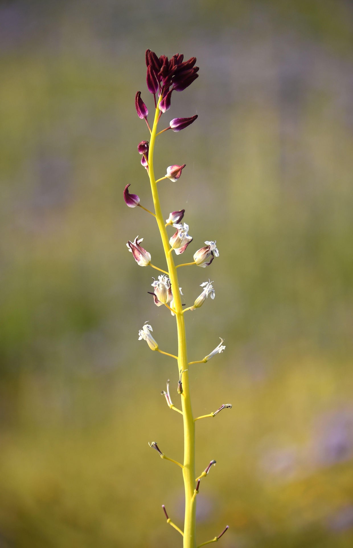 Super bloom: Spectacular spring flowers of 2017
