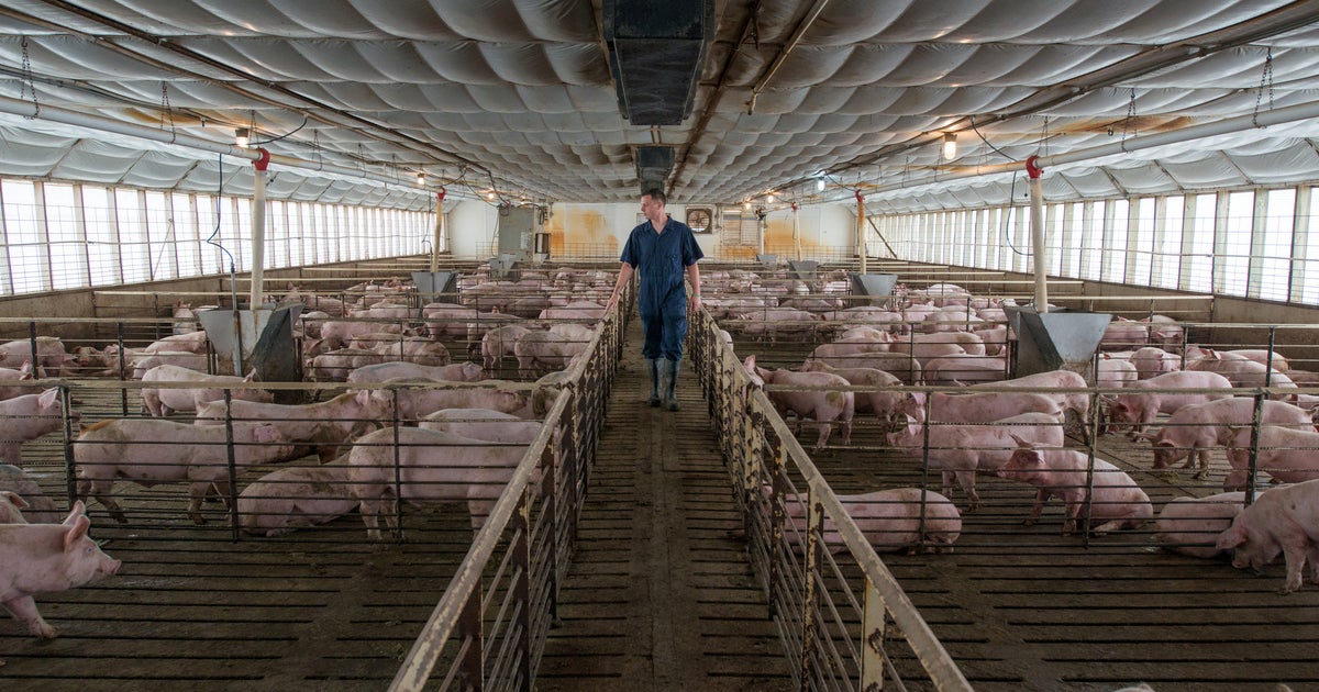 Smithfield's plan for pig-to-human transplant parts - CBS News