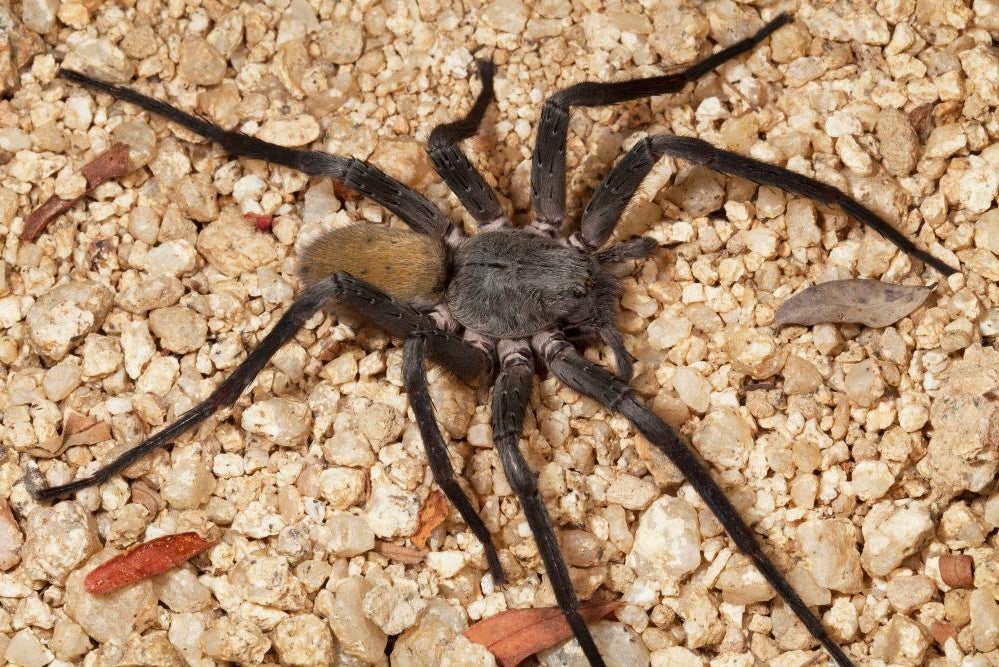 New species alert: Massive, cave-dwelling spider discovered in Mexico ...