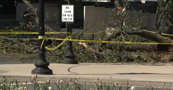 Capitol Hill worker killed by falling tree branch - CBS News