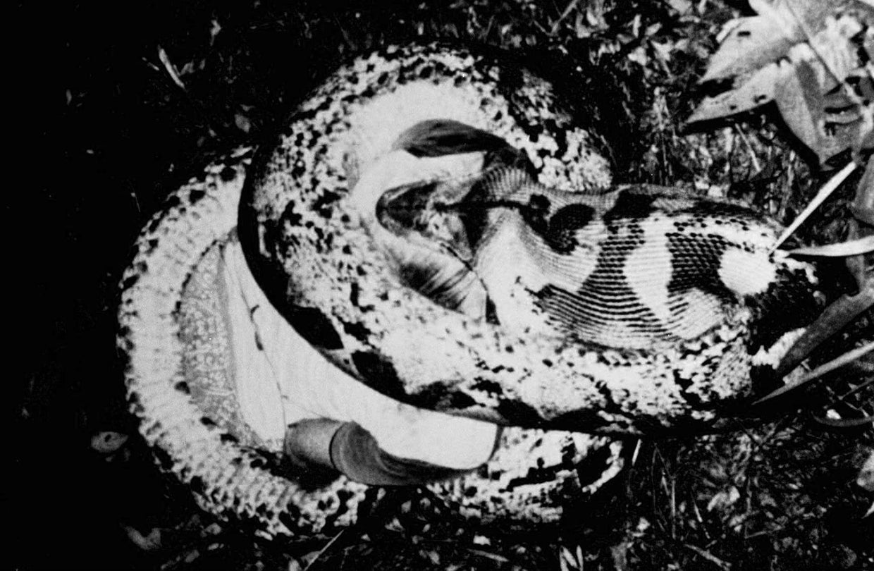 Insane snake attacks (WARNING: GRAPHIC IMAGES)