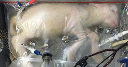 Artificial womb for baby lamb raises hope for premature babies - CBS News
