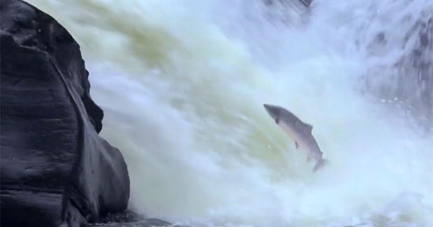 Trump administration encouraged to avoid salmon protection rules - CBS News