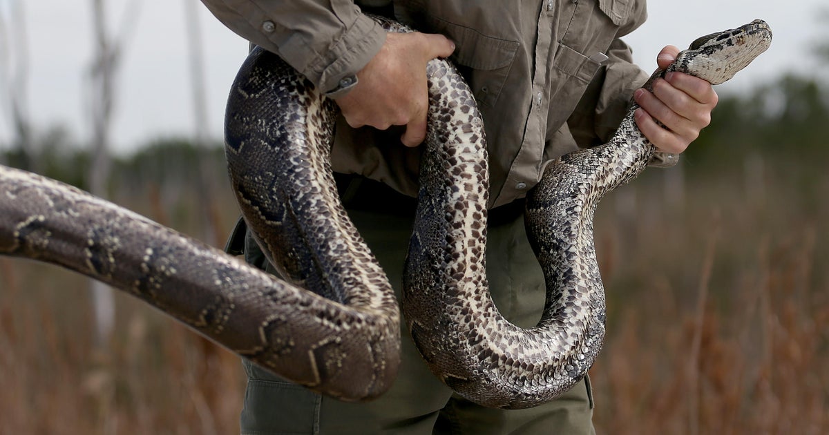 These are the global hotspots for alien species - CBS News