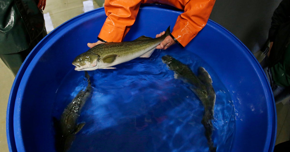 How to feed growing seafood demand? Scientists get creative - CBS News