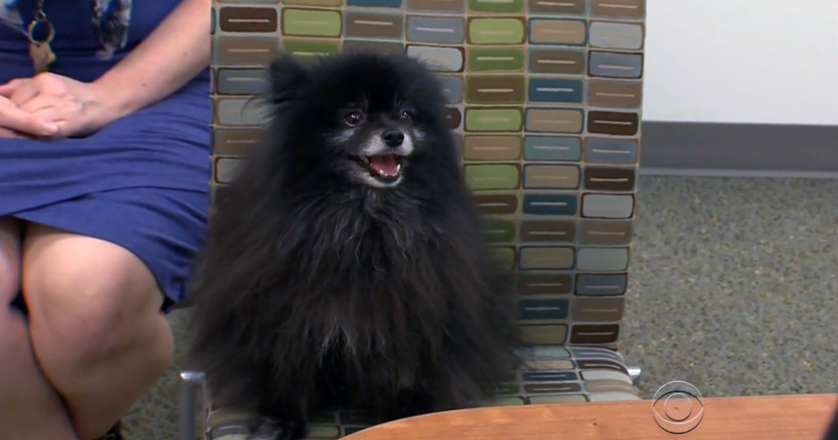 "Audience dogs" help students reduce anxiety over public speaking - CBS ...