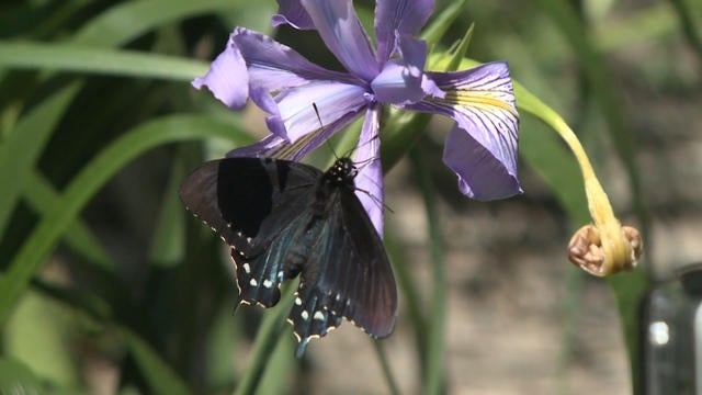 Meet the "butterfly whisperer" behind rare species' comeback - CBS News