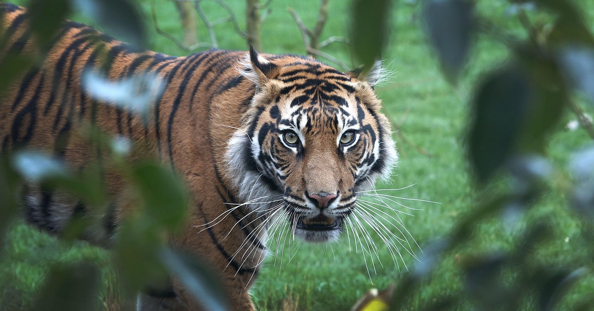 Tiger shot and killed after escaping from Paris circus - CBS News