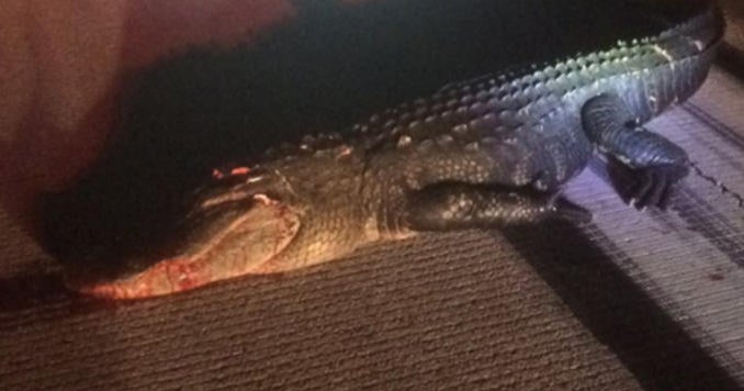 Giant gator hit by plane as it lands, killed instantly - CBS News