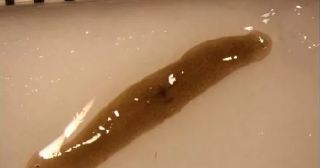 Worm grows surprising mutation after space visit - CBS News