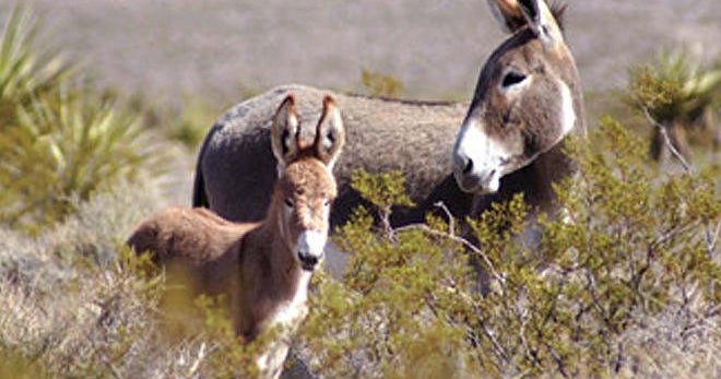 Nature up close: Feral animals - CBS News