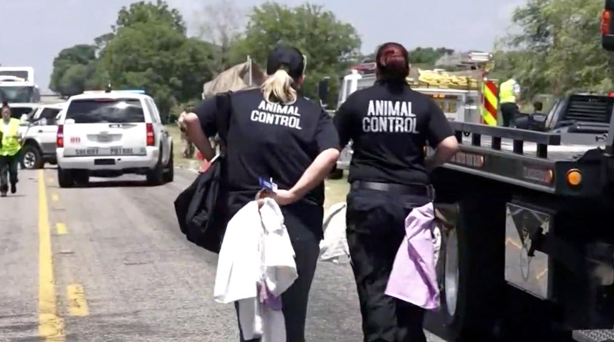 Venomous snakes on the loose after crash in Texas - CBS News