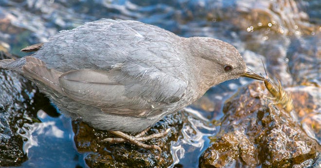 Nature up close: The American dipper - CBS News