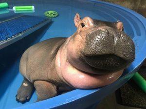 Baby Fiona the Hippo: Cincinnati Zoo pictures
