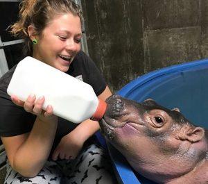Baby Fiona the Hippo: Cincinnati Zoo pictures